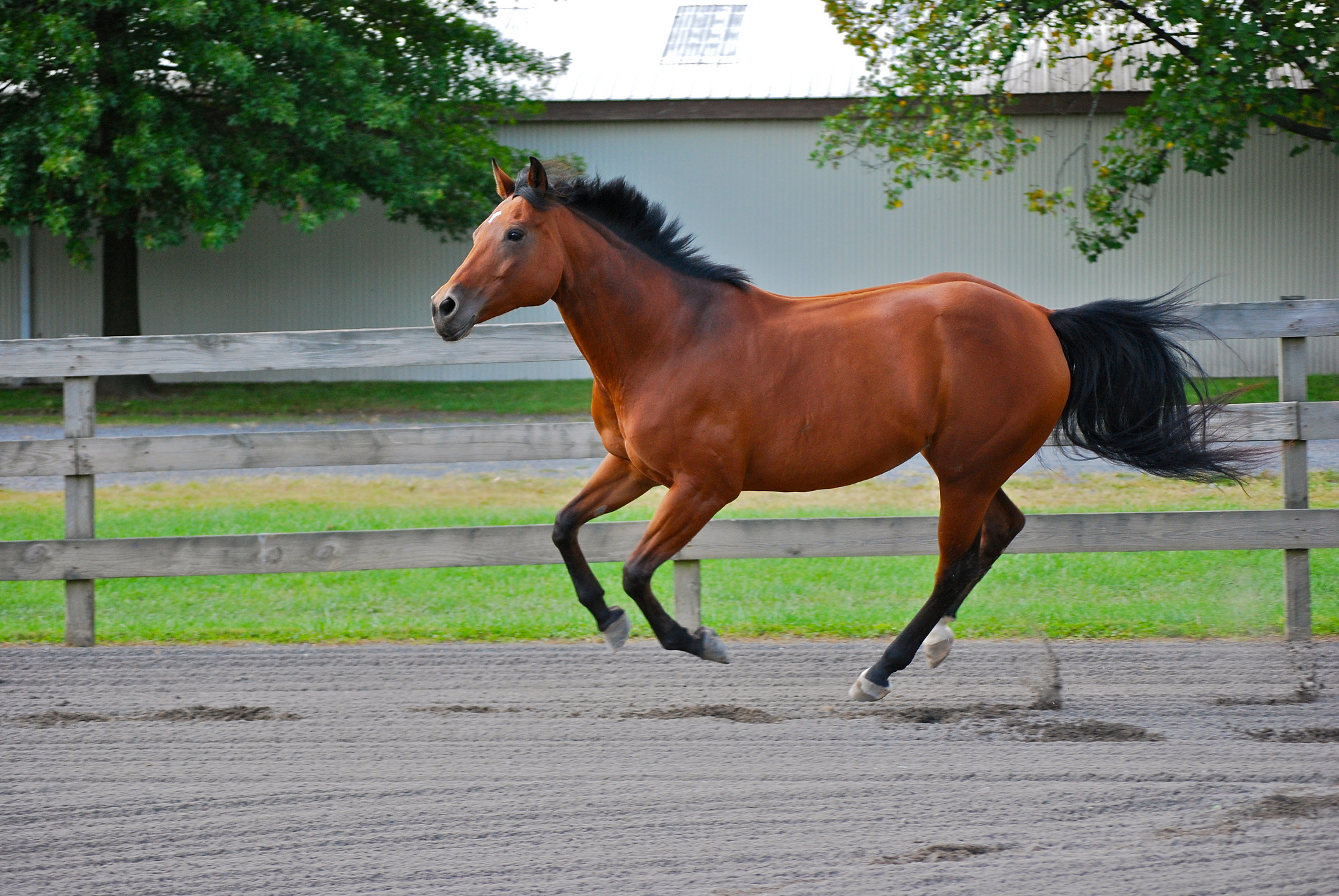 Problèmes de comportement chez la jument : les ovaires sont-ils ...