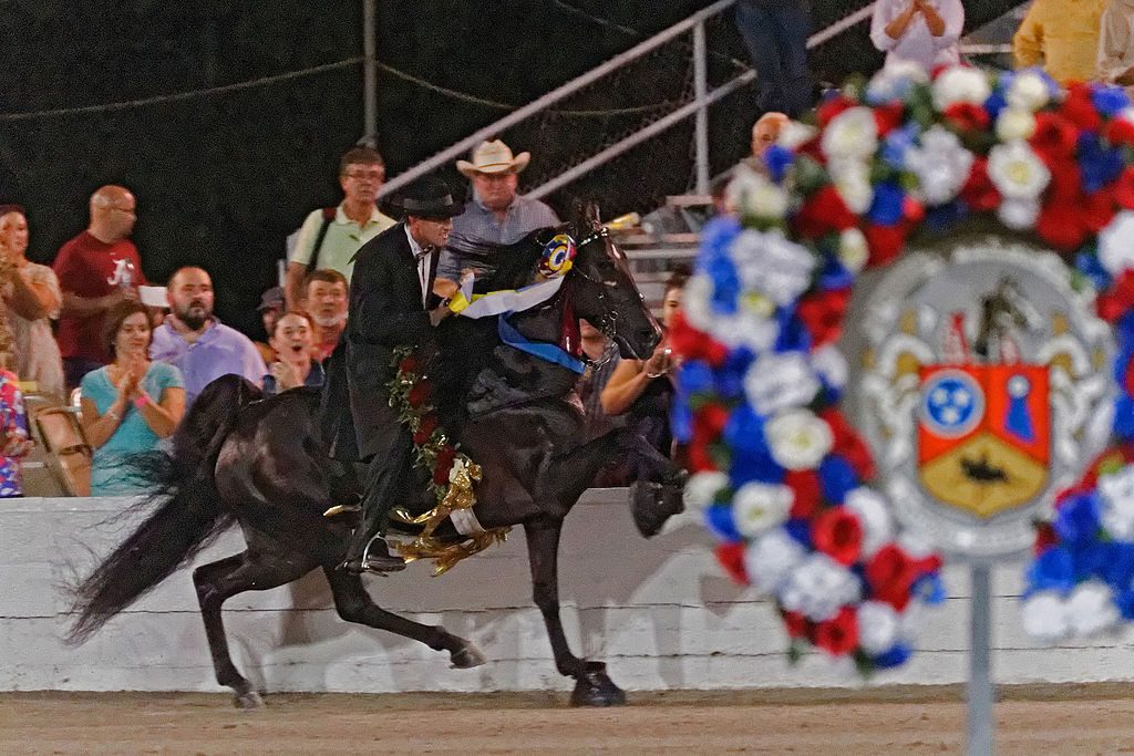 Elevage, perte d’origines et hypertype équin – demivolteface