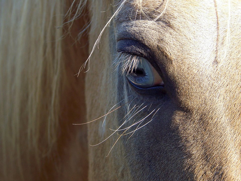 Protéger les yeux de son cheval : les protections anti-UV – demivolteface