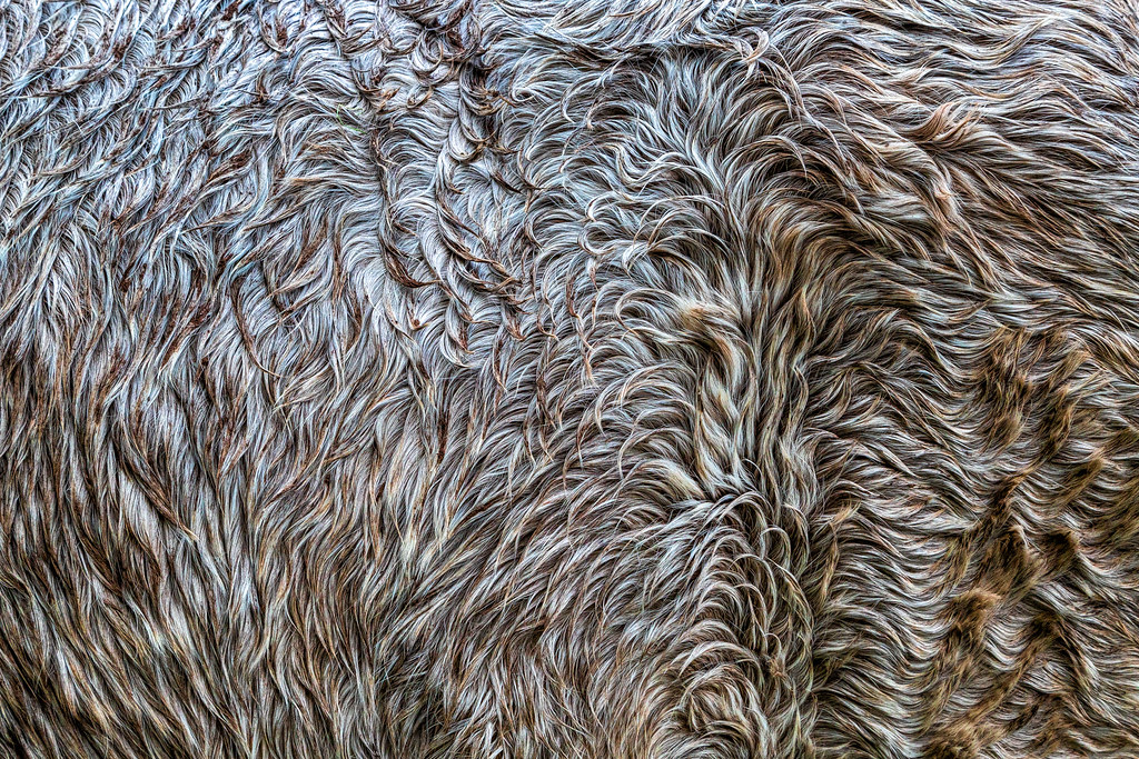 Dermato équine : les problèmes cutanés fréquents en automne et hiver ...