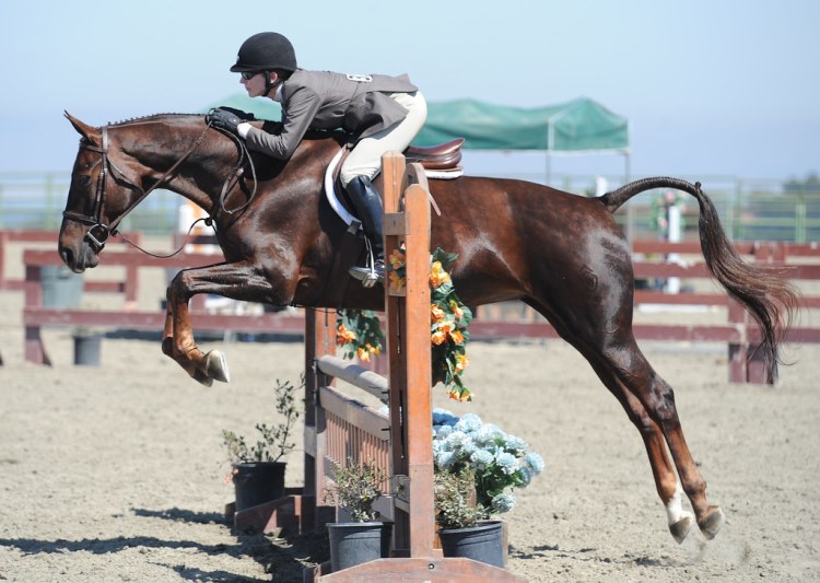 Quelles stratégies pour préserver les articulations de son cheval ...